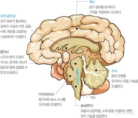 뇌 네이버 블로그