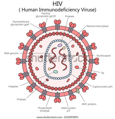 Hiv Structure Labeled Diagram