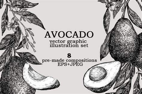 Avocado Vector Graphic Illustration Set Graphic By Ferro Dakora
