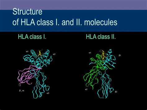 PPT HLA And Antigen Presentation PowerPoint Presentation Free Download ID