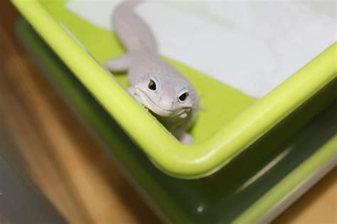 레오파드게코 스노우 블리자드 이클립스 수컷 새롭게 입양 네이버 블로그