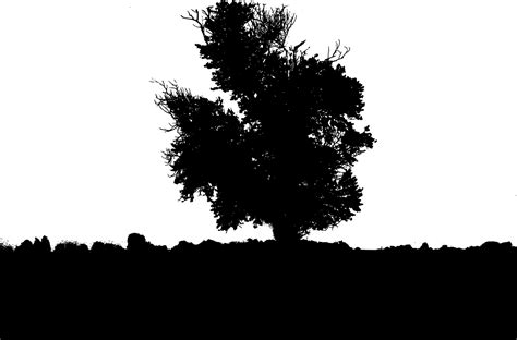 Explore 56 Free Tree Wind Illustrations Download Now Pixabay