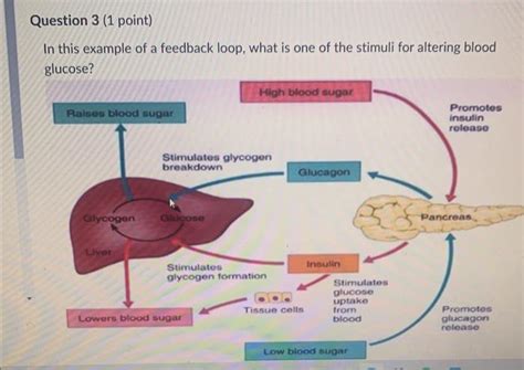 Solved In This Example Of A Feedback Loop What Is One Of