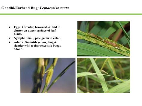 Insect Pest And Diseases Of Paddy And Its Management Pptx