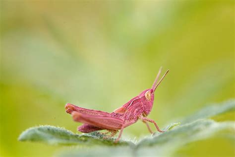 Photographer Captured A Pink Grasshopper