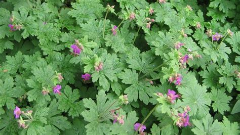 Ние я газим по земята и настъпваме а това е билката която сваля високото кръвно за минути и