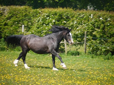 Galloping Wendy By Celtes On Deviantart