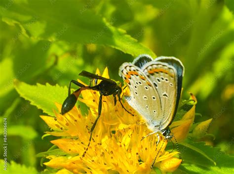 Sand Burrowing Wasp And Aricia Sand Burrowing Wasp And Aricia Collect Drops Of Morning Dew