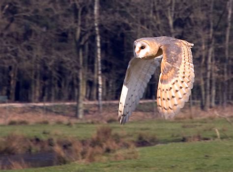 File Flying Owl  Wikipedia