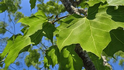 What Does A Sycamore Tree Look Like