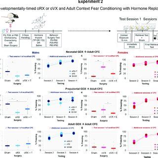Sex Specific Effects Of Gonadal Removal During Development Upon CFC Download Scientific