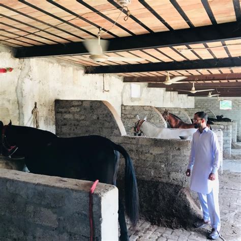 SAIF ULLAH JAN | Follow a Horse and find the Pure Rivers. | Instagram