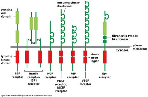 4b Mhc Structure And Function Flashcards Quizlet