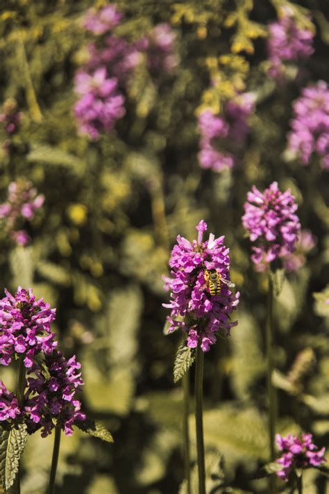 Lundquist Urban Ecology Lab