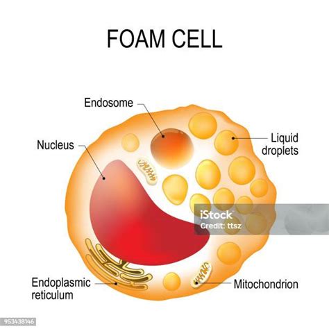 거품 세포의 구조입니다 리소좀에 대한 스톡 벡터 아트 및 기타 이미지 리소좀 건강관리와 의술 건강한 생활방식 Istock