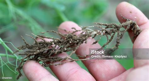 Root Nodules For Nitrogen Fixation Formed By Rhizobium Bacteria On The Roots Of Pea Plants In