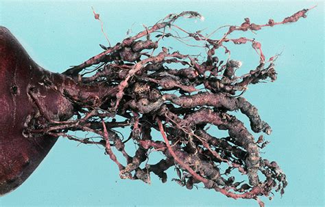 Pests And Diseases Cyclamen Society