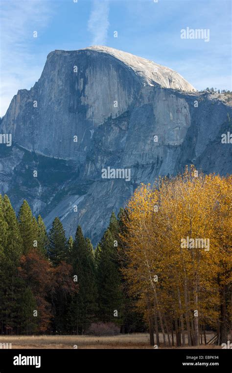 Half Dome And Aspen Trees During Fall Yosemite Valley Yosemite
