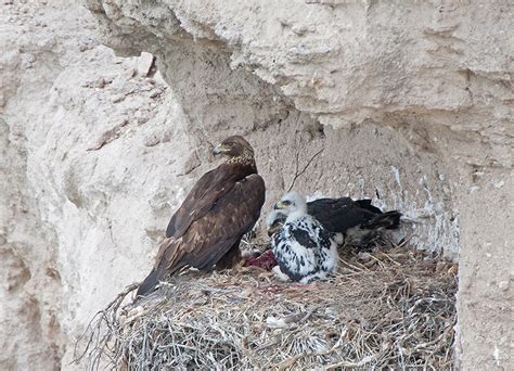 Golden Eagle Nests American Eagle Foundation