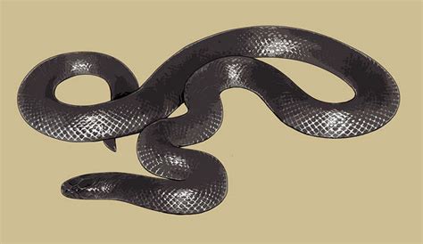 Variable Burrowing Asp Lindsey Kernodle Artwork