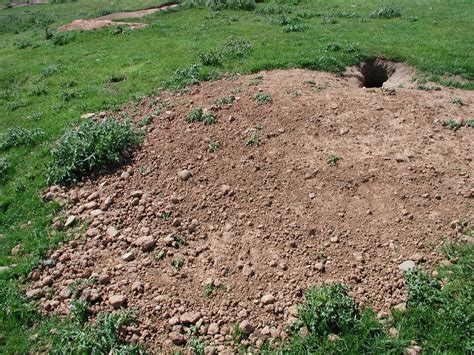 Active Badger Sett Barrett Environmental Ltd