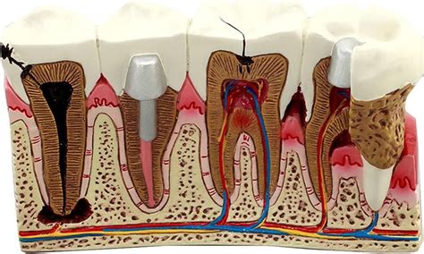 Inside Tooth Labeling Diagram Quizlet