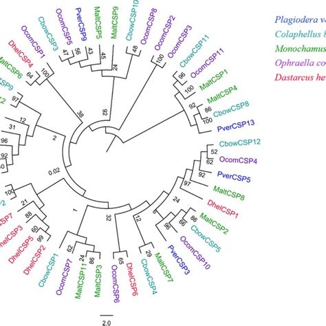 Phylogenetic Analysis Of The Csps Chemosensory Proteins From Four