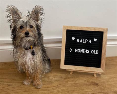 Ralph Was Sold As Half Chinese Crested Half Cockerspaniel I Can See