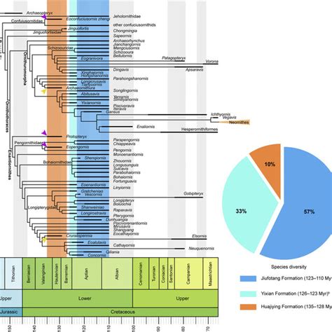 Chronological Distribution Of Jehol Birds Time Scaled Phylogeny Of