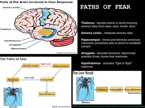 Ppt Stress Fear And The Fight Or Flight Response Powerpoint