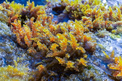 Chondrophycus Sp Ceramiales Rhodophyta Algae On The Rocks In The