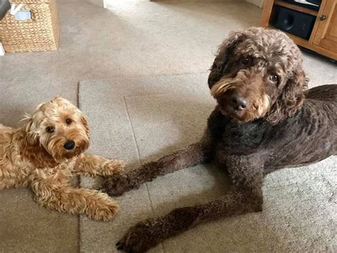 Cockapoo Or Labradoodle Which Poodle Cross Breed Is For You