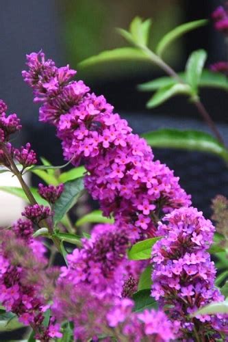 Buy Blue Heaven Dwarf Butterfly Bush Free Shipping Wilson Bros