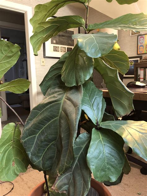 drooping fiddle fig leaves cause r plantclinic