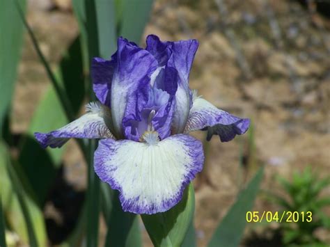 Photo Of The Bloom Of Intermediate Bearded Iris Iris Frothingslosh