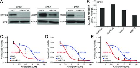 Knockdown Of Any Of Several Key Swi Snf Subunits Sensitizes Human Download Scientific Diagram