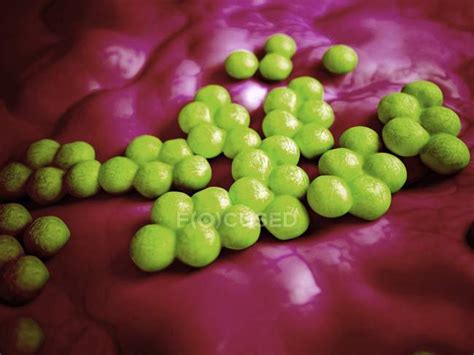 Methicillin Resistant Staphylococcus Aureus Bacteria — Bacterial