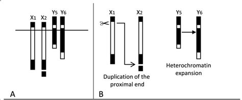 A Schematic Representation Of Sex Chromosomes Detected In Wild And Lab Download Scientific