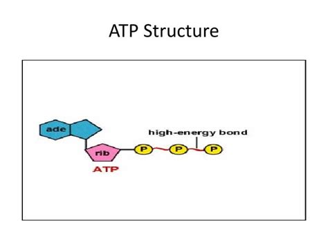 Ppt Adp Atp Cycle Powerpoint Presentation Id 6202240