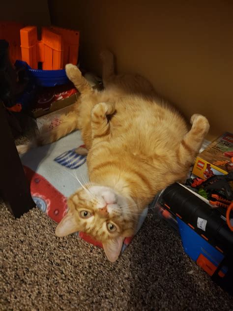 Mika Is Enjoying His Safe Spot Scrolller