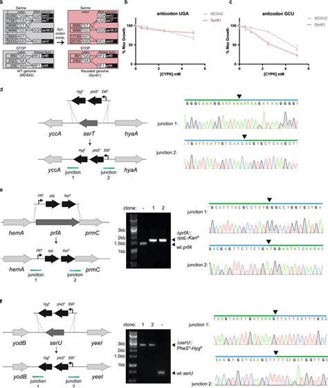 Consequences Of Synonymous Codon Compression In Syn61 A Synonymous Download Scientific Diagram