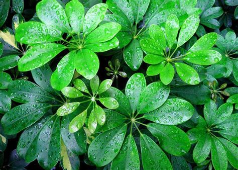 Schefflera Heptaphylla Seed Plant Seedsalive Roots