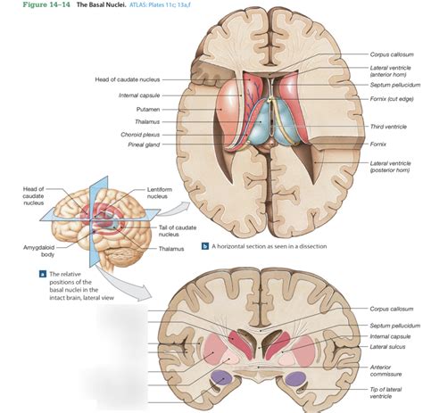 Basal Nuclei Diagram Quizlet