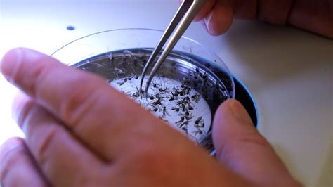 Authorities Warn People To Be Vigilant Following First Case Of Japanese Encephalitis Abc News