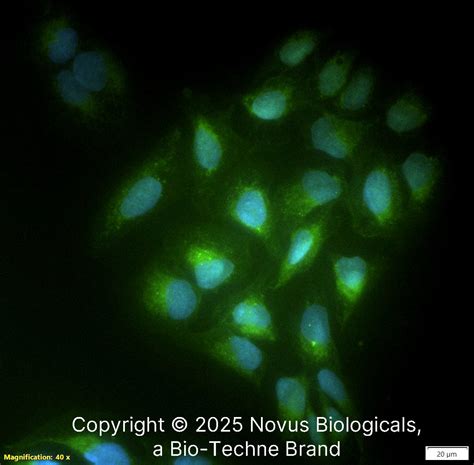 Anti Cd11c Antibodies Novus Biologicals