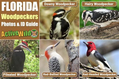 Florida Woodpeckers Photos And Identification Guide To Common Species