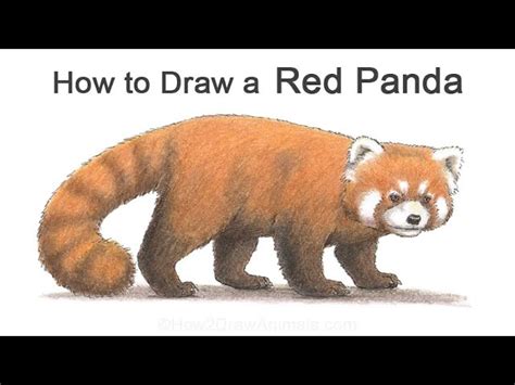 How To Draw A Red Panda Realistic Infoupdate Org
