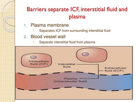 PPT Interstitial Fluid Formation And Oedema By DR QAZI IMTIAZ RASOOL PowerPoint Presentation