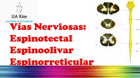 Vias Nerviosas Espinotectal Espinoolivar Espinorreticular Youtube