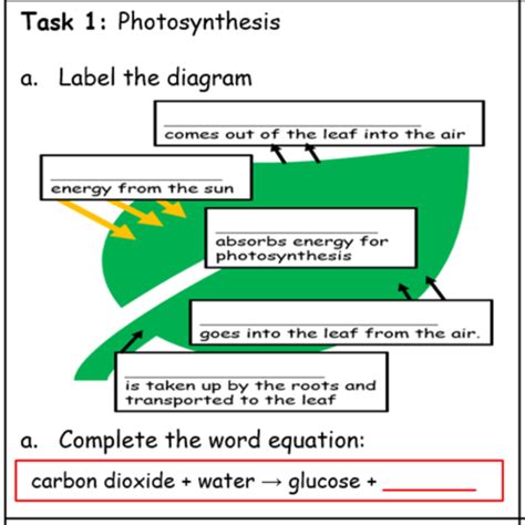 Photosynthesis Assessment Teaching Resources